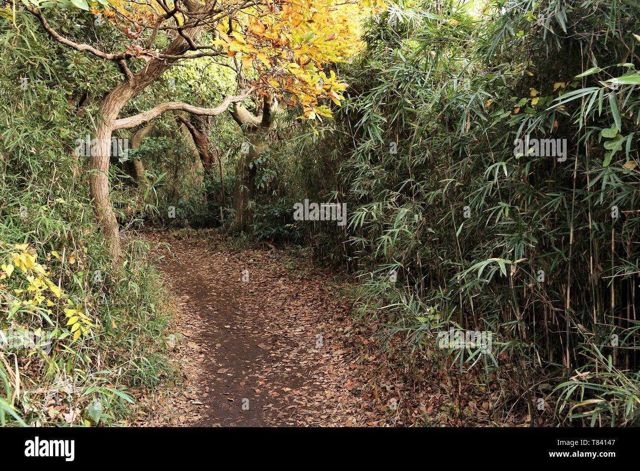 Japan hiking trail. Kamakura forest hike - Tenen trail between Zuisenji ...