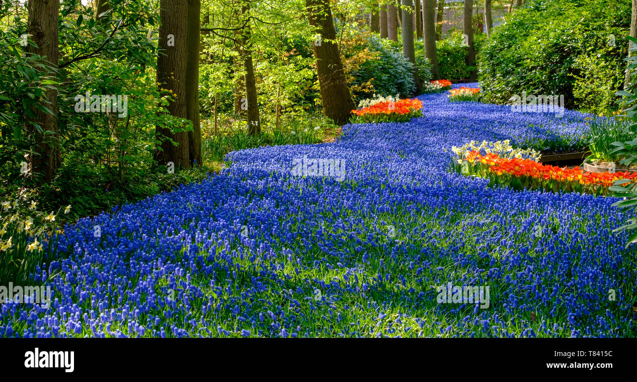 River of blue grape muscari hyacinths interspersed with red tulips at ...
