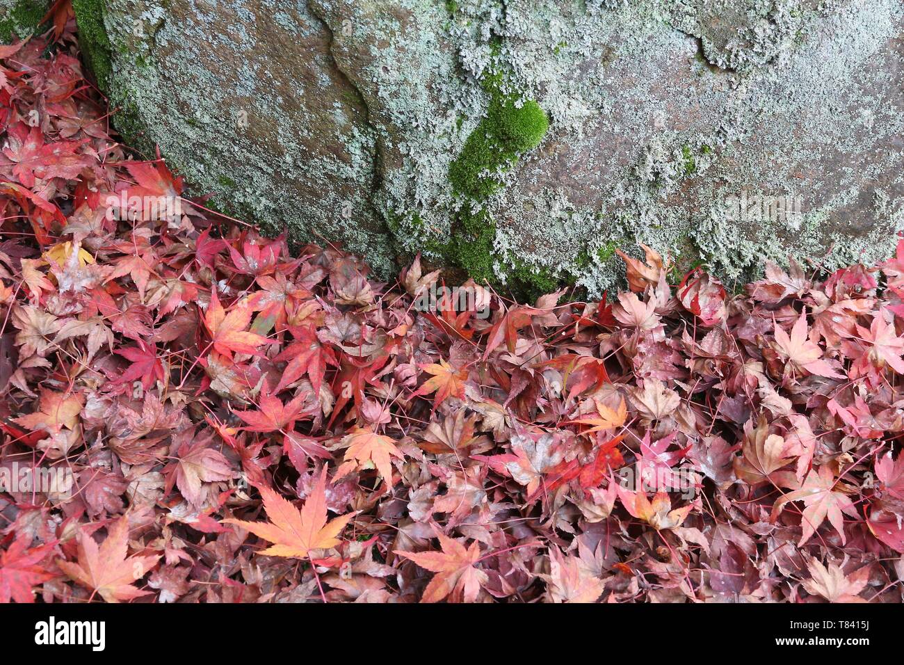 Autumn leaves in Japan - red momiji leaves (maple tree) in Fushimi ...
