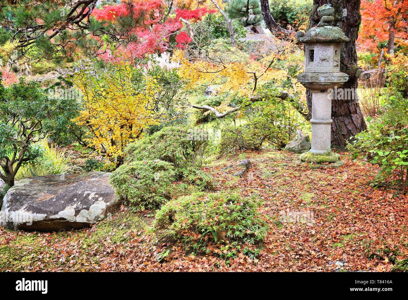 Japanese maple momiji hi-res stock photography and images - Alamy