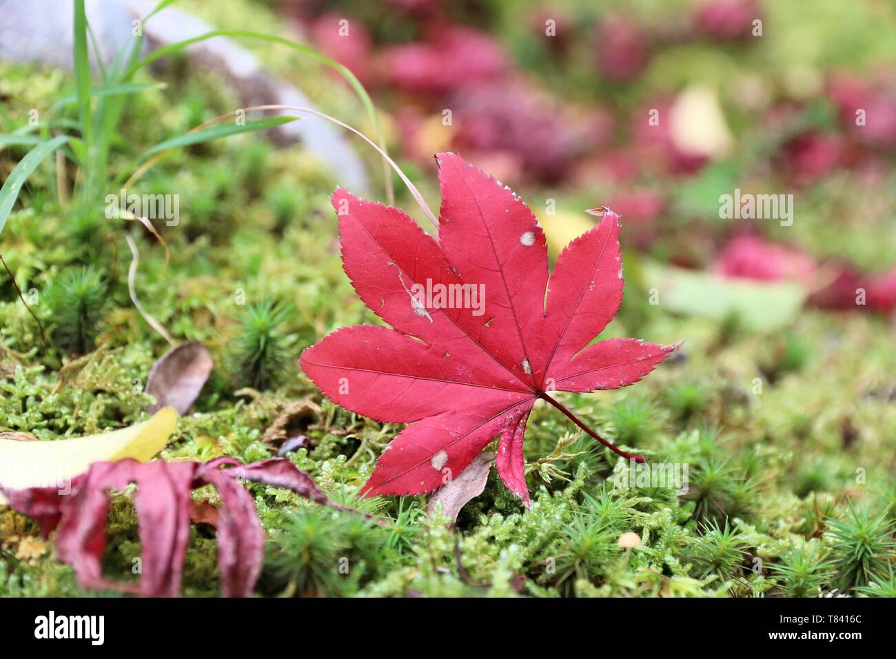 Japan autumn leaves - red maple leaf on moss in Yoshikien Garden, Nara ...