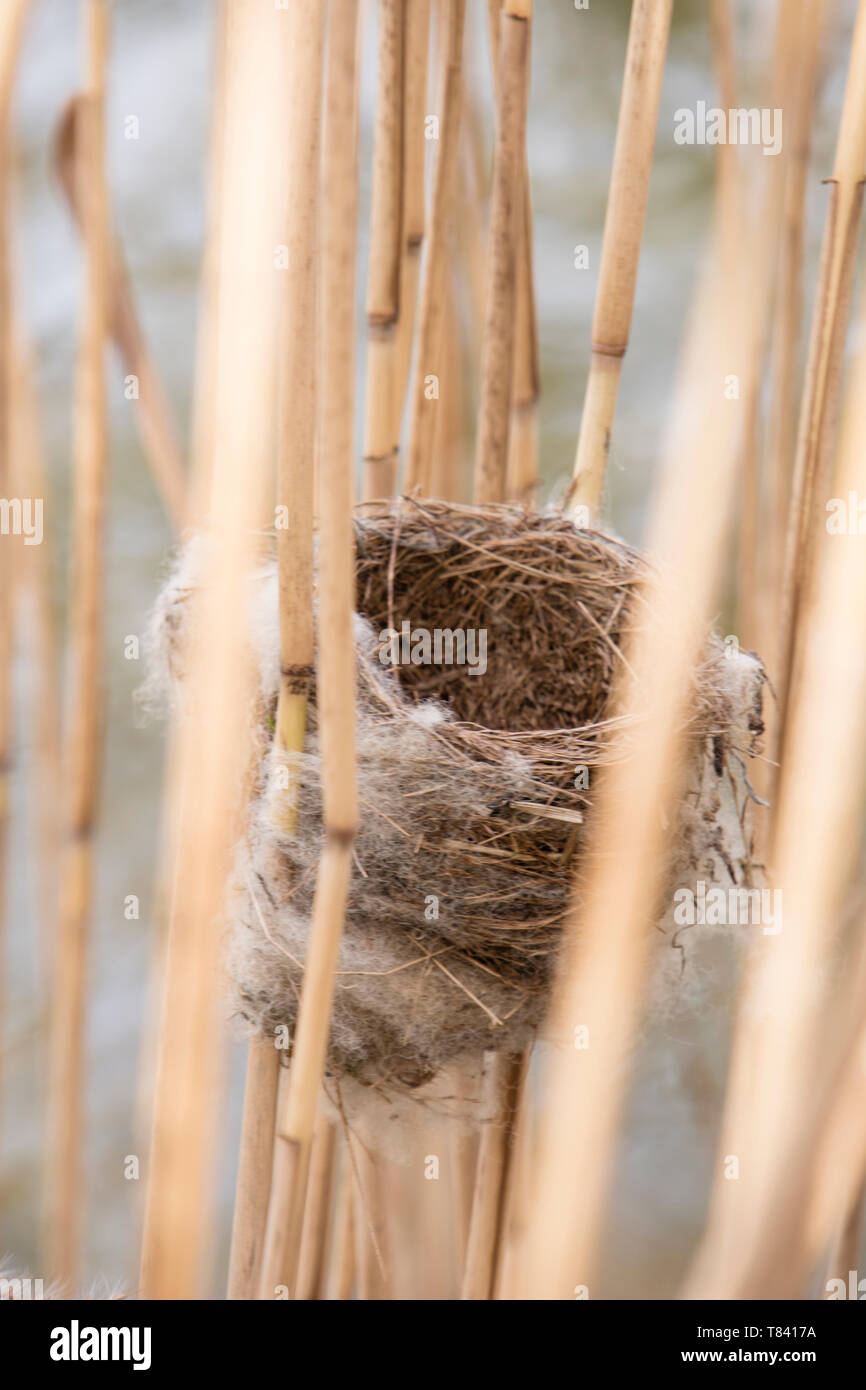 Eurasian Reed Warblers nest in a reed bed Stock Photo - Alamy