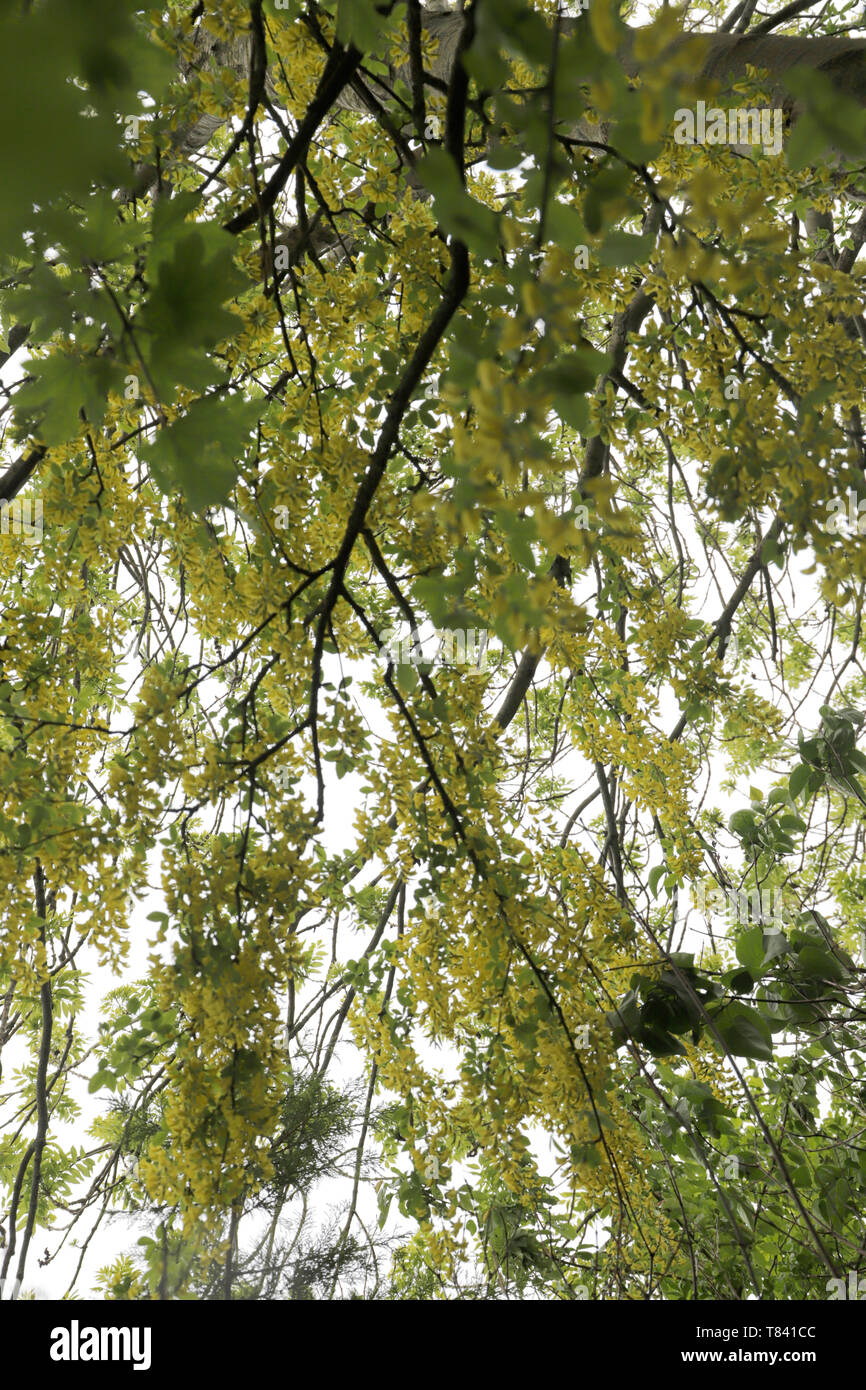 Chain Hanging Flower High Resolution Stock Photography and Images - Alamy