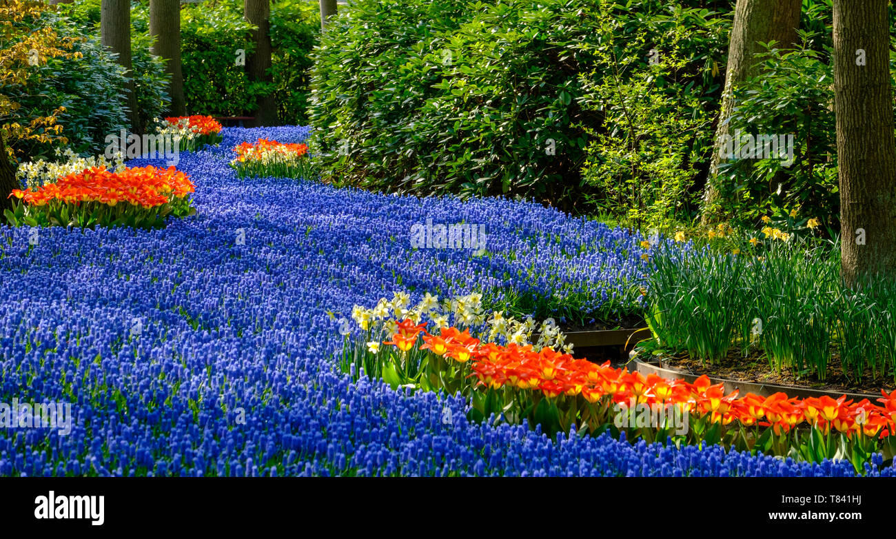 River of blue grape muscari hyacinths interspersed with red tulips at ...