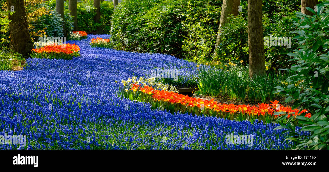 River of blue grape muscari hyacinths interspersed with red tulips at ...