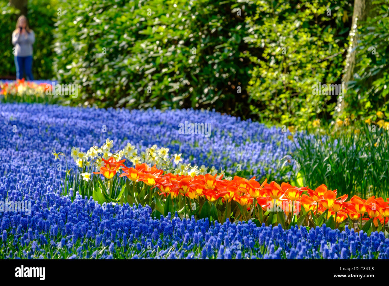 River of blue grape muscari hyacinths interspersed with red tulips at ...