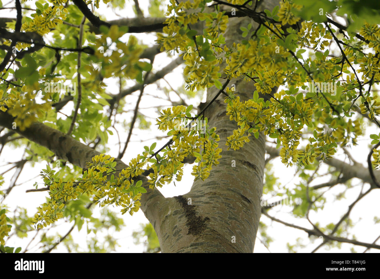 Chain Hanging Flower High Resolution Stock Photography and Images - Alamy