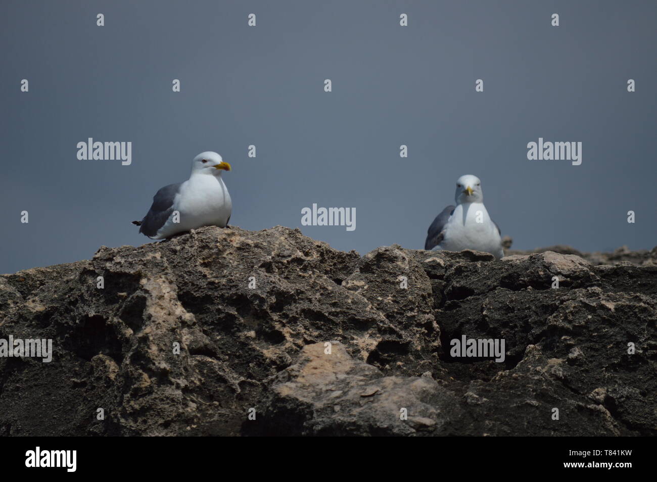 Posed Seagull High Resolution Stock Photography and Images - Alamy