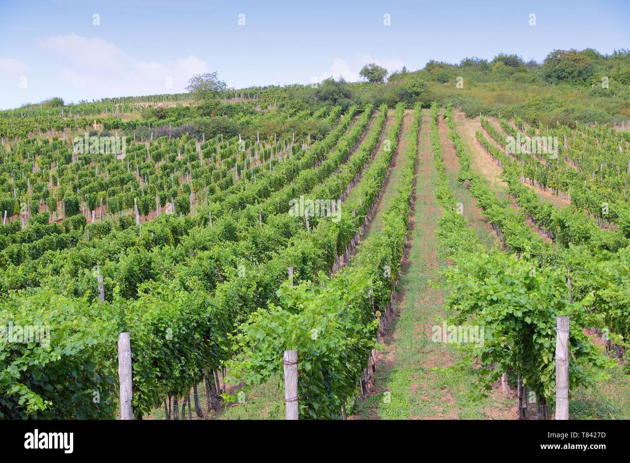 Tokaj, Hungary - wine growing region. Vineyard in summer Stock Photo ...