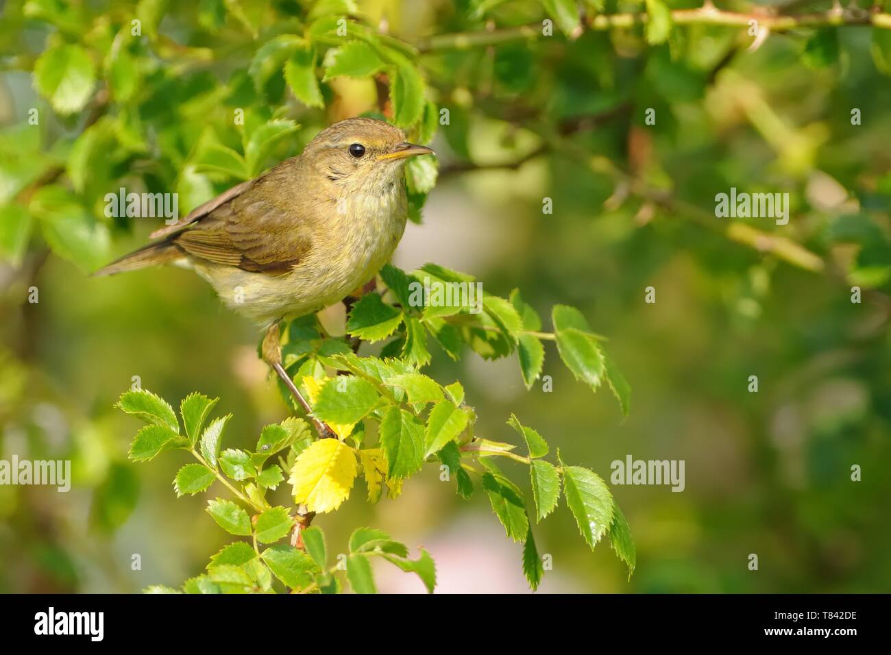 Common Chiffchaff - Phylloscopus collybita widespread leaf warbler ...