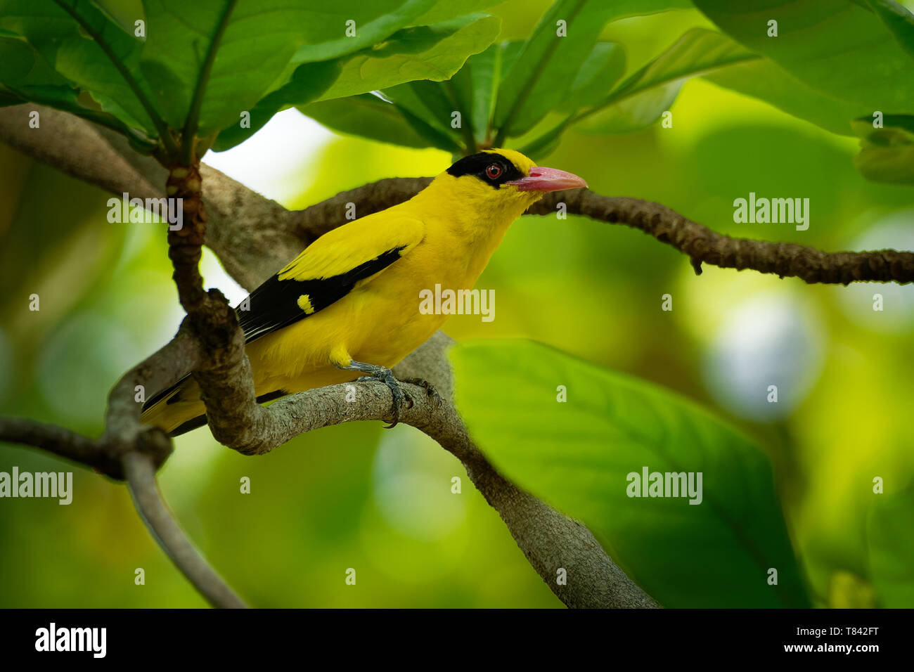 Black-naped oriole - Oriolus chinensis passerine bird in the oriole ...