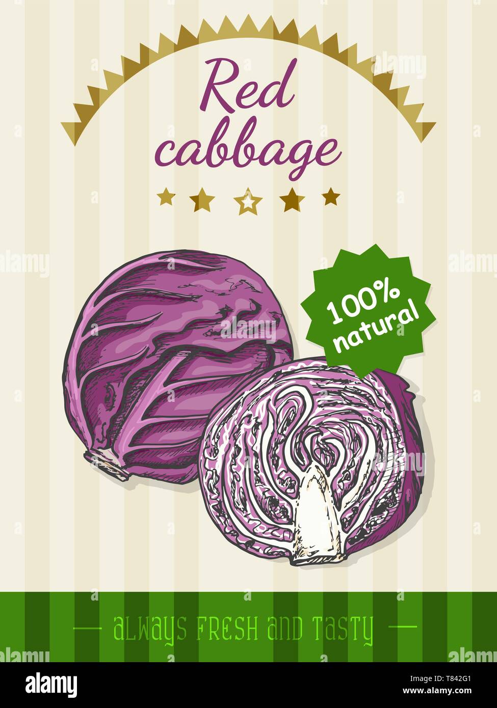 Red Cabbage Drawing