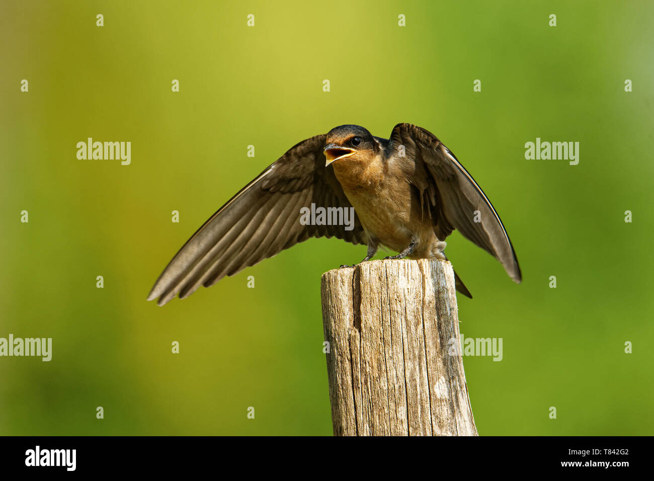 Swallow family hi-res stock photography and images - Alamy