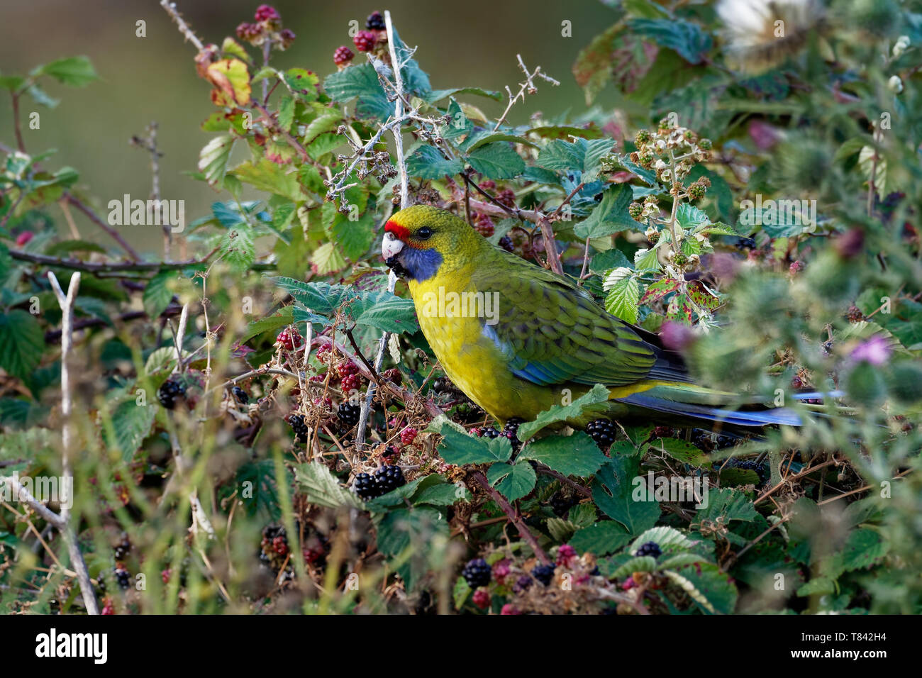 Green Rosella - Platycercus caledonicus or Tasmanian rosella is a ...