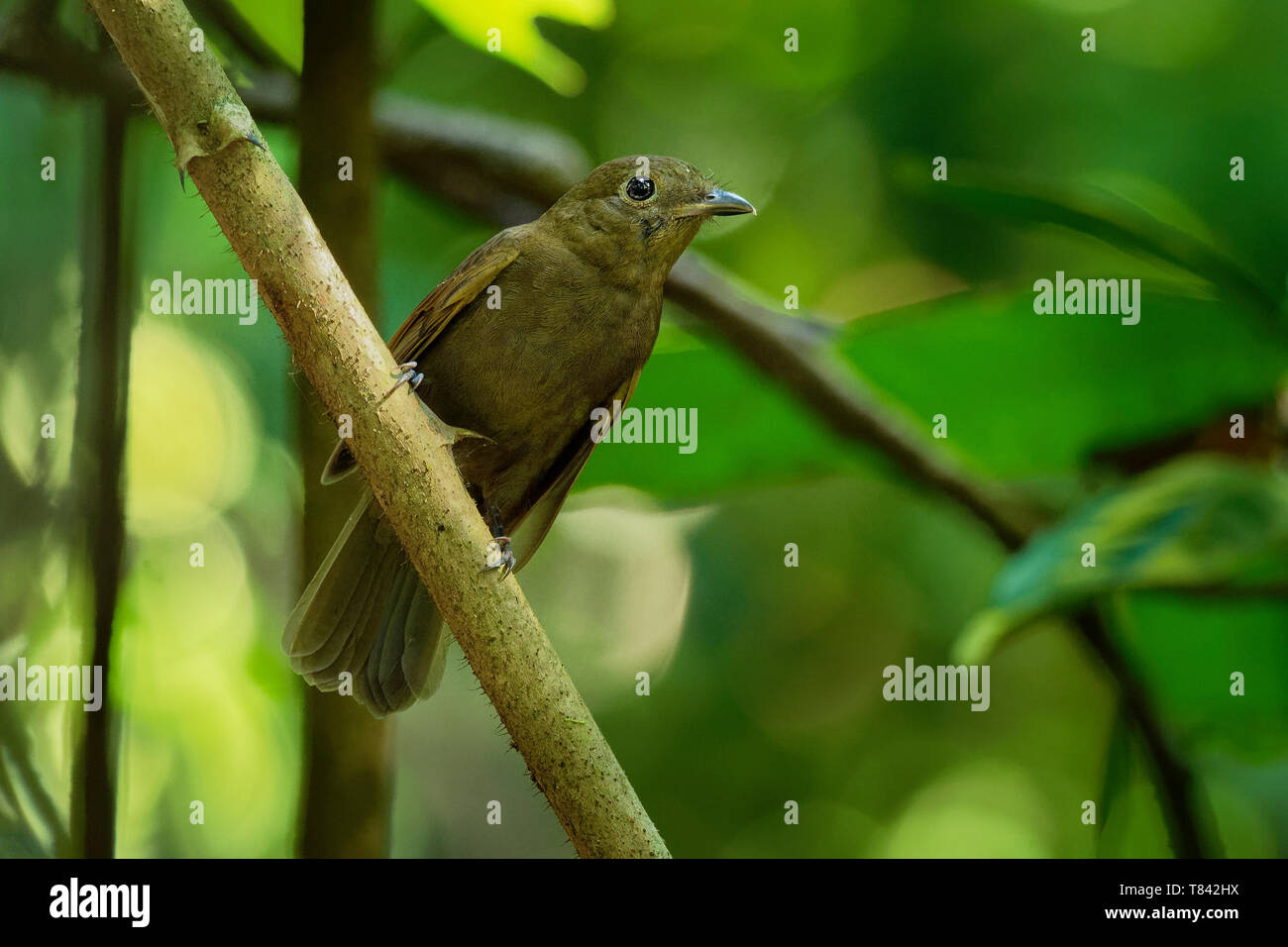 Tropical lowland bird hi-res stock photography and images - Alamy