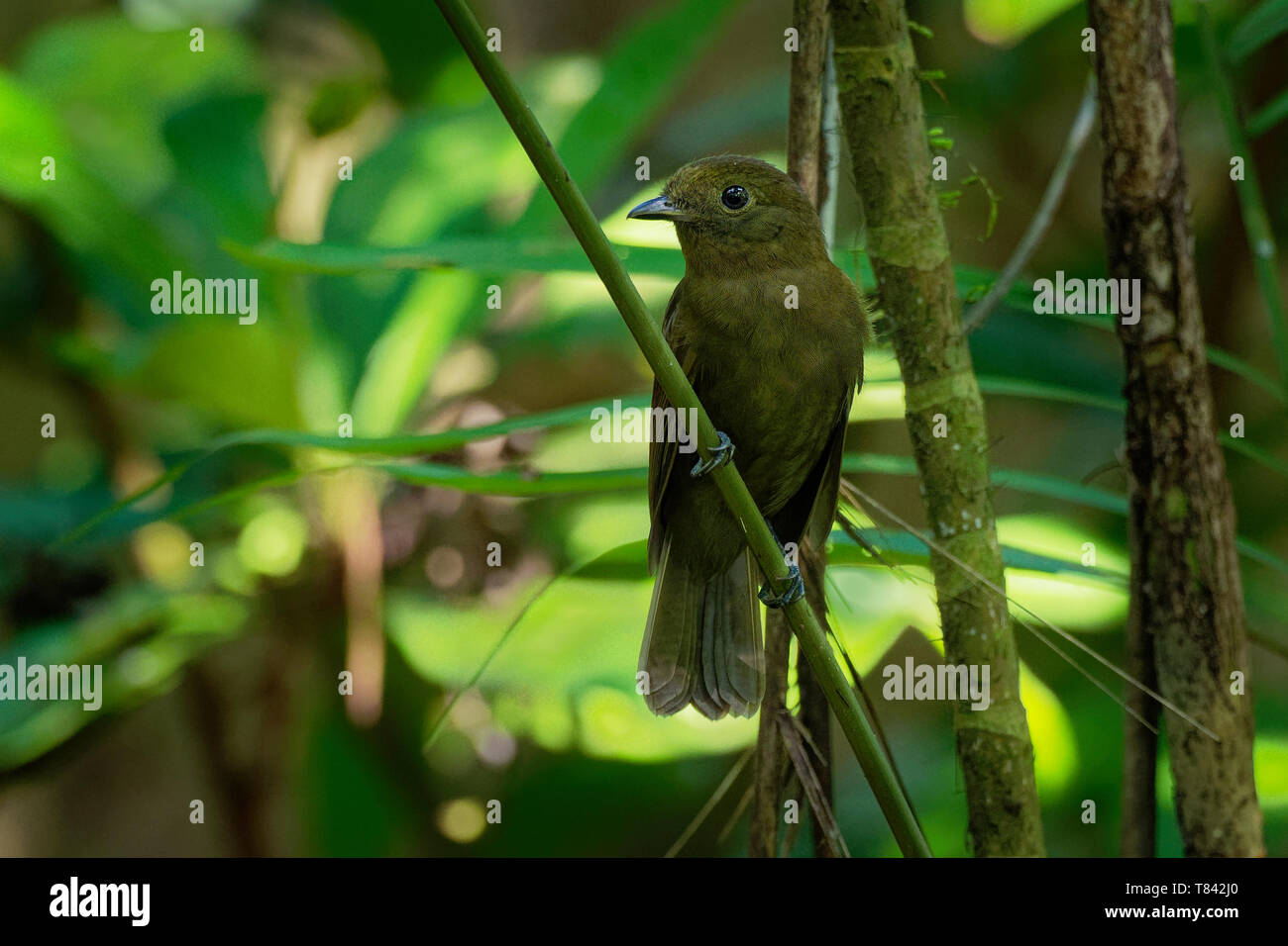 Northern colombia birdwatching hi-res stock photography and images - Alamy
