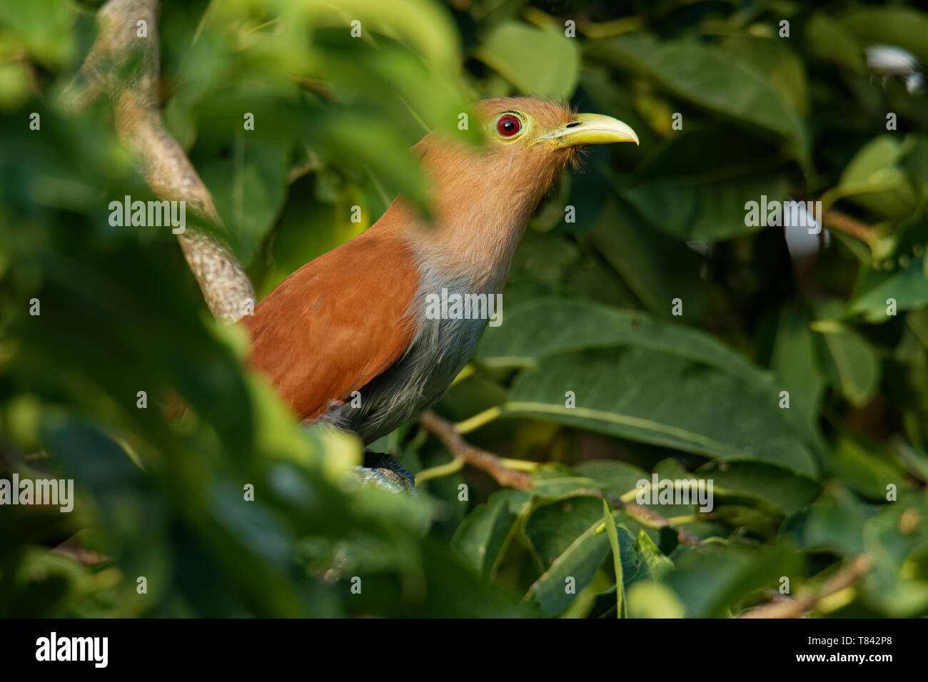 Common Squirrel-cuckoo - Piaya cayana large cuckoo found in woods from ...