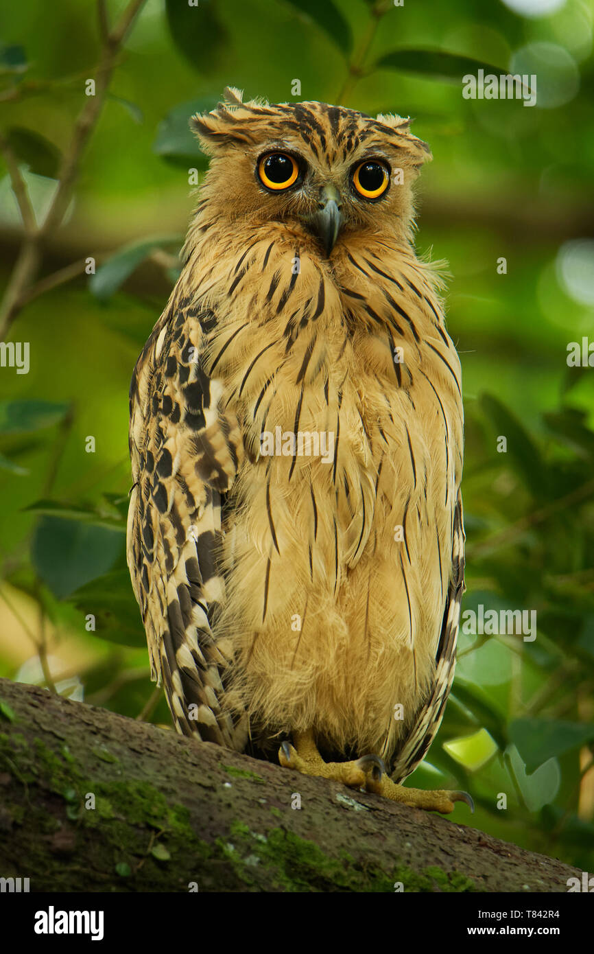 Buffy Fish Owl - Ketupa ketupu or Malay fish owl, is a species of owl ...
