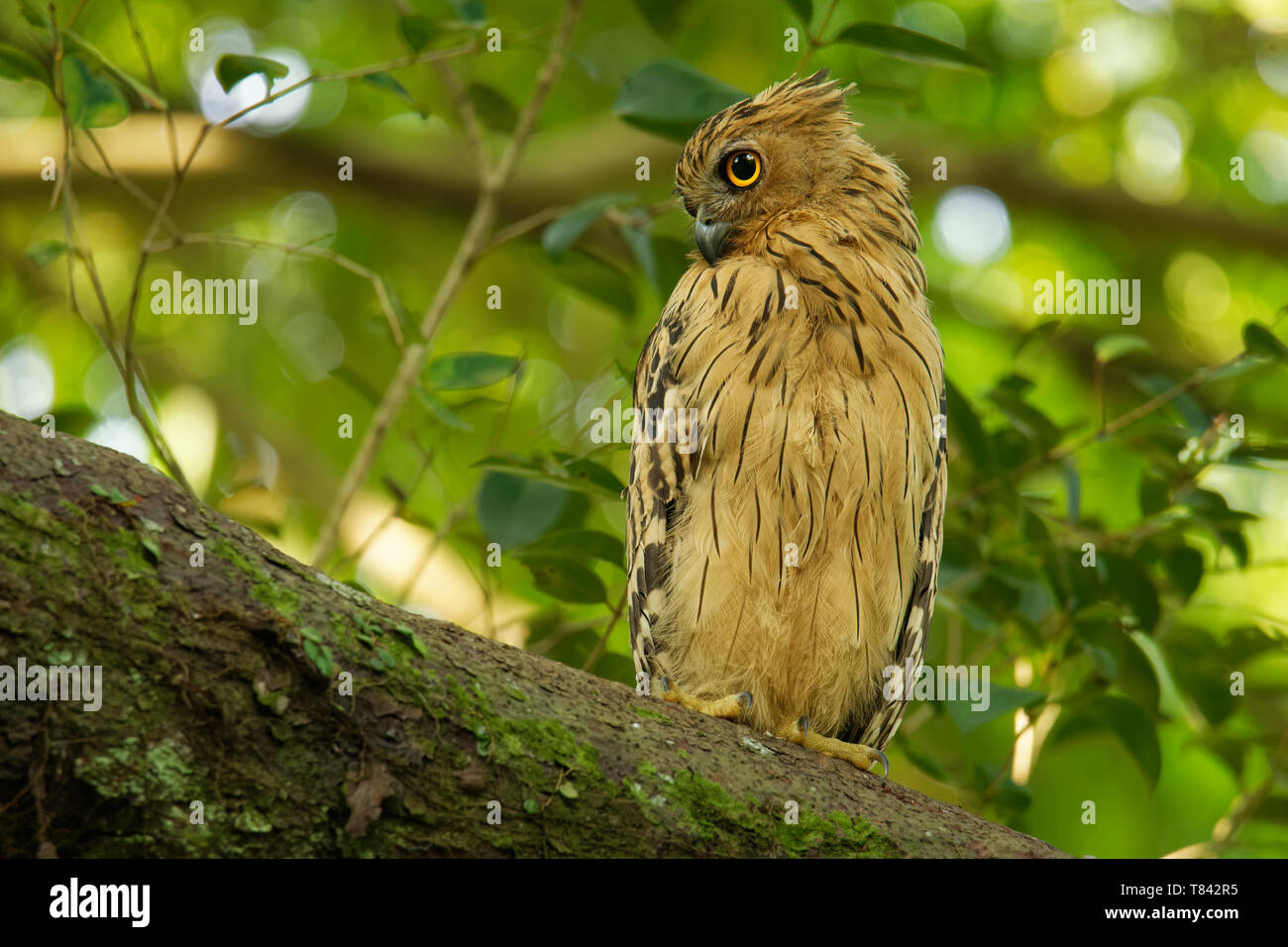 Buffy Fish Owl - Ketupa ketupu or Malay fish owl, is a species of owl ...