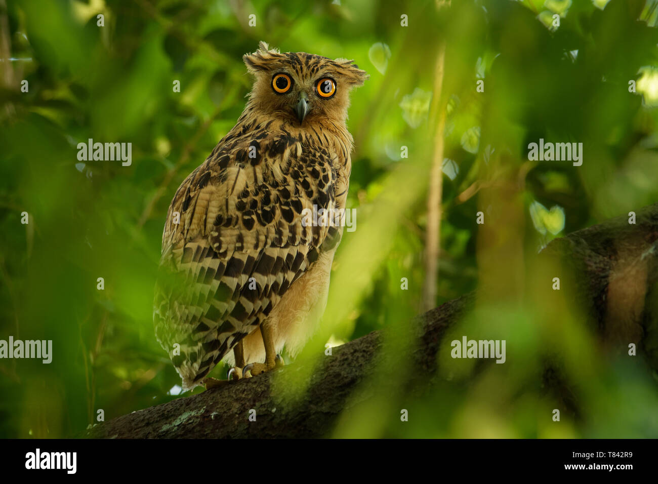 Buffy Fish Owl - Ketupa ketupu or Malay fish owl, is a species of owl ...