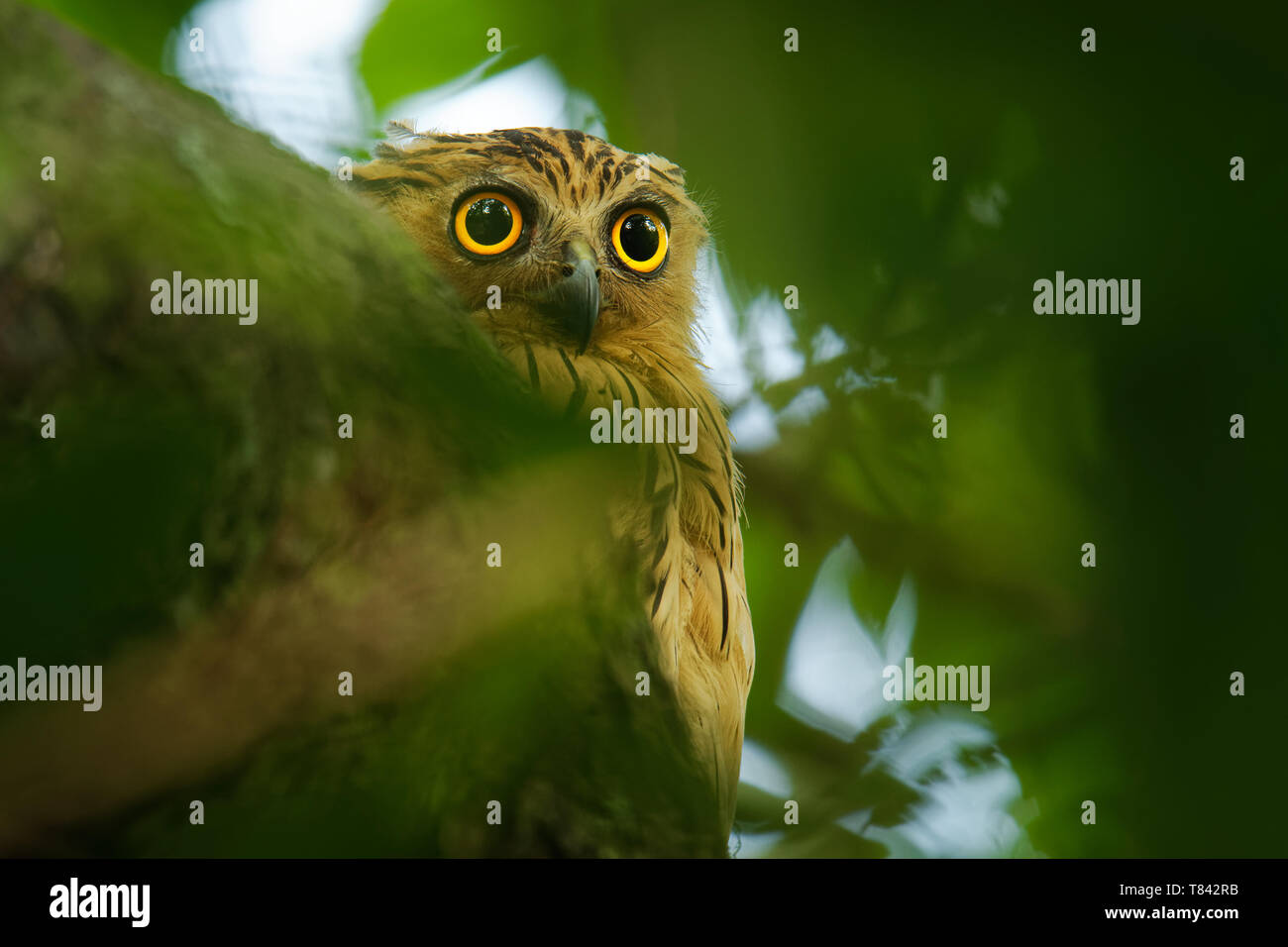 Asian owl species hi-res stock photography and images - Alamy