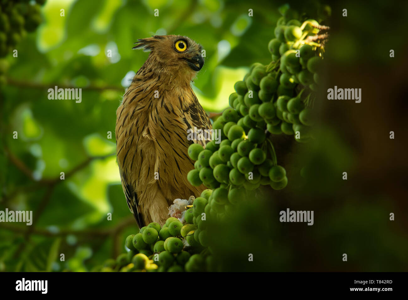 Malay family singapore hi-res stock photography and images - Alamy