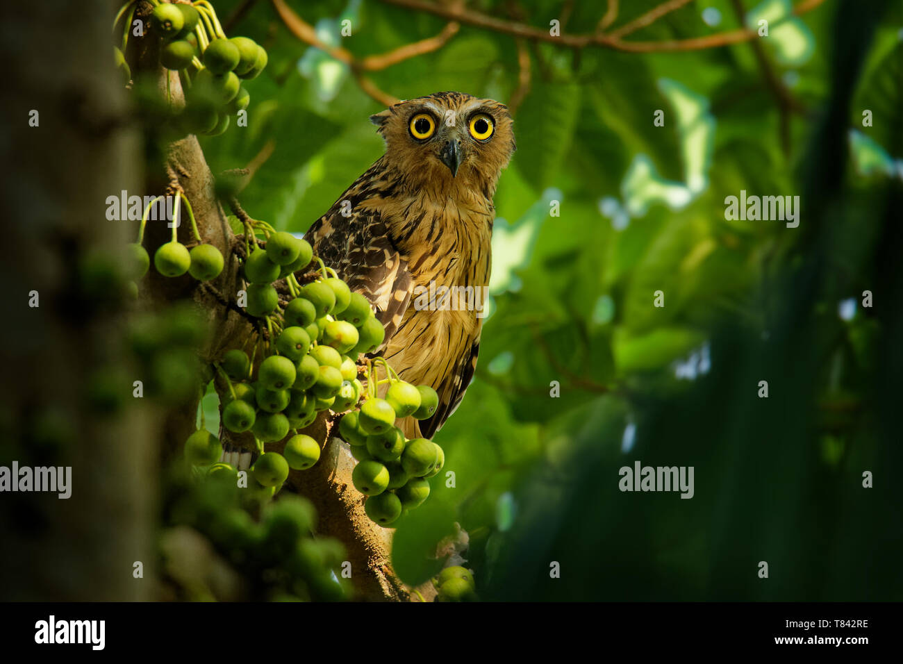 Buffy Fish Owl - Ketupa ketupu or Malay fish owl, is a species of owl ...