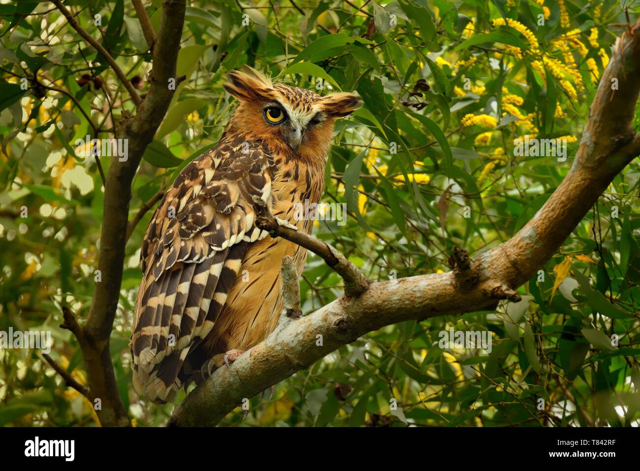 Buffy Fish Owl - Ketupa ketupu or Malay fish owl, is a species of owl ...