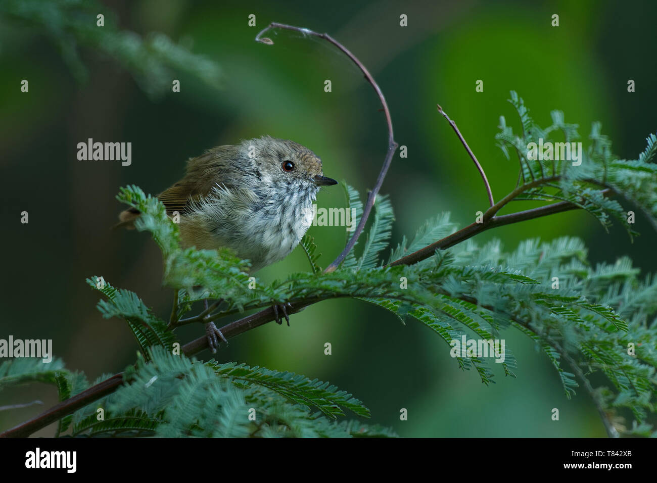 Western thornbill hi-res stock photography and images - Alamy