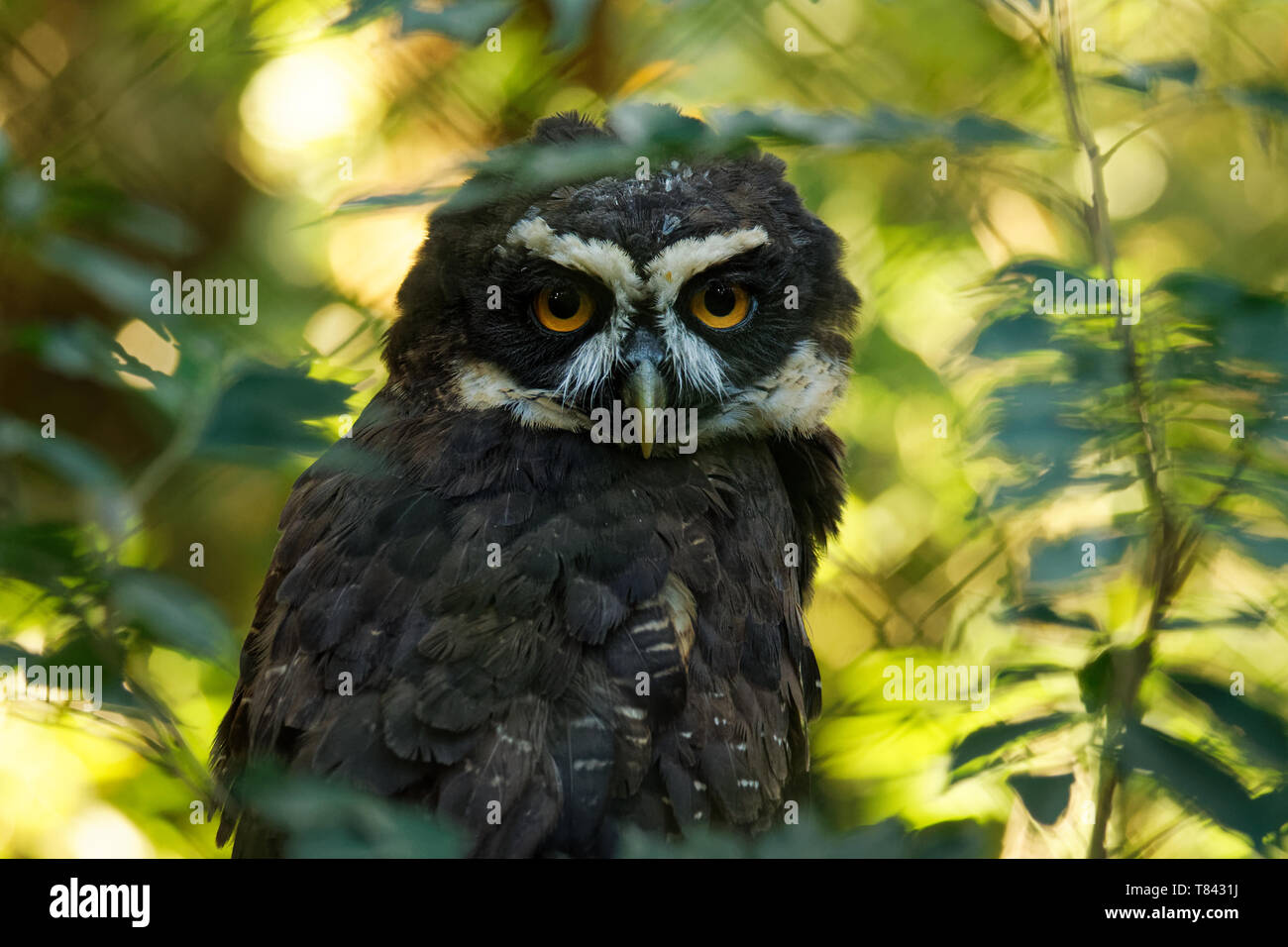 Spectacled Owl - Pulsatrix perspicillata large tropical owl native to ...