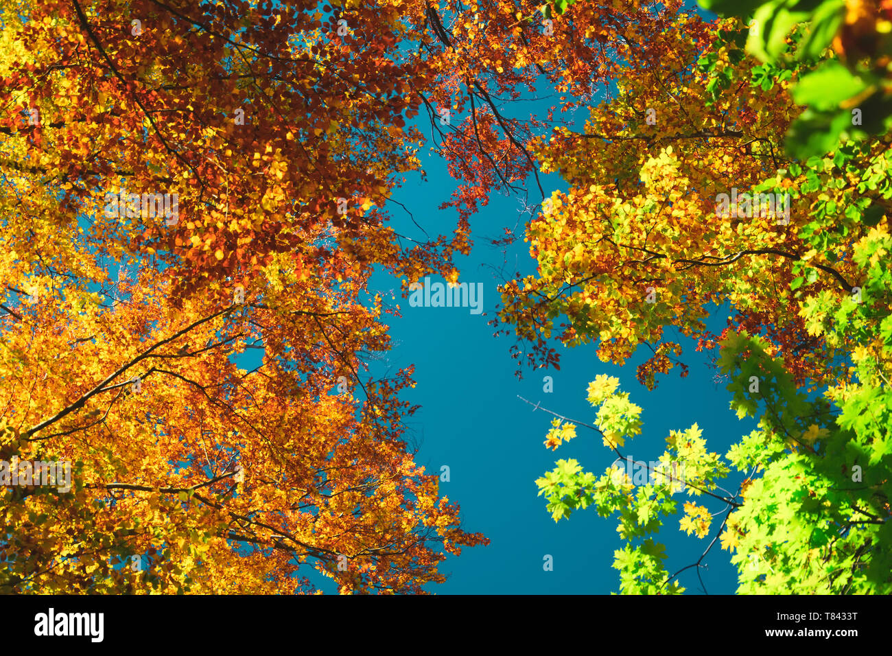 Colorful treetops hi-res stock photography and images - Alamy