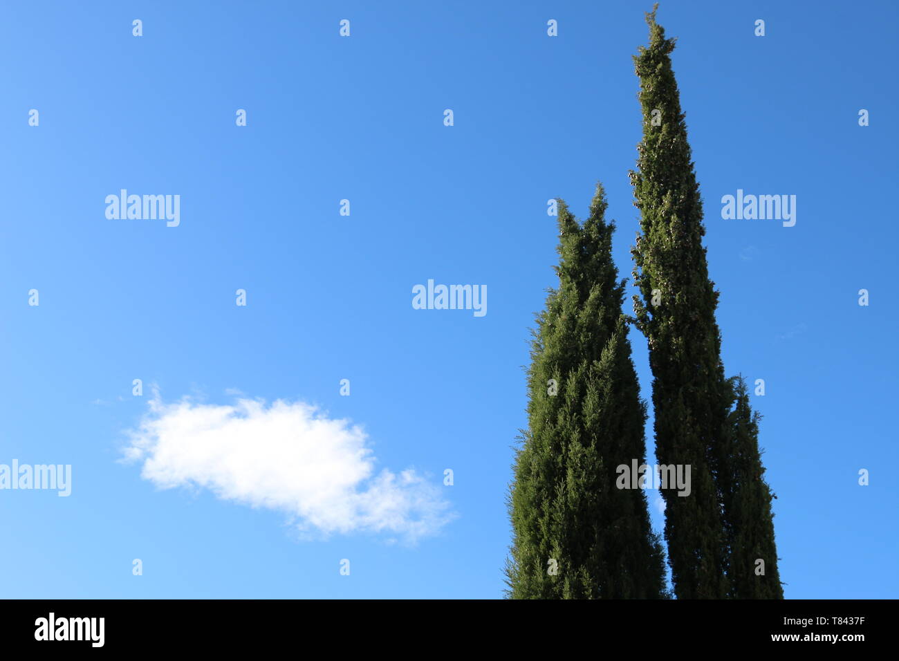 France french cypress trees hi-res stock photography and images - Alamy