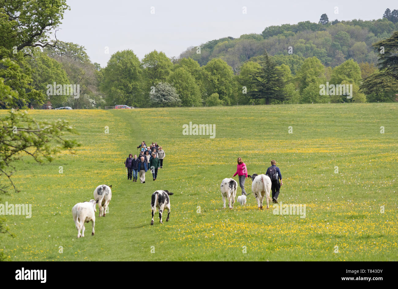 A group of walkers crossing national trust land with cattle on a right ...