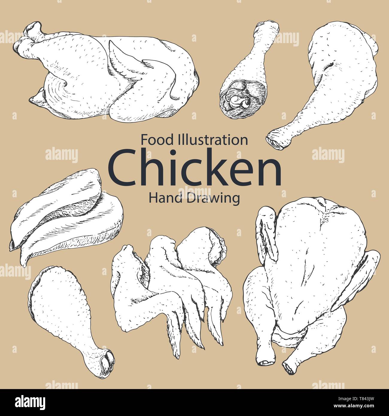 Set of hand drawn chicken isolated. Vector illustration for your design ...