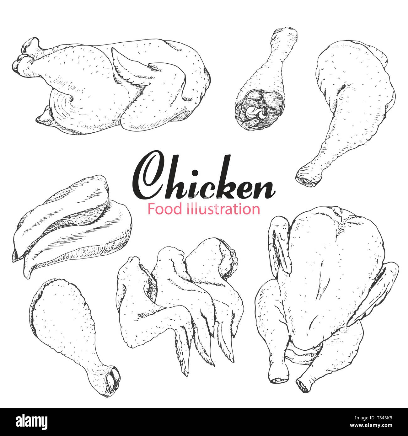 Set of hand drawn chicken isolated on white background. Vector ...