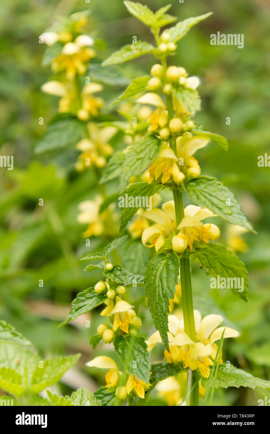 Yellow rattle "Rhinanthus minor" wildflower, England, UK Stock Photo ...
