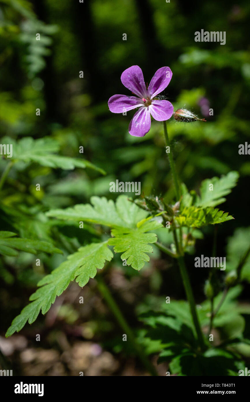 Robert grass hi-res stock photography and images - Alamy