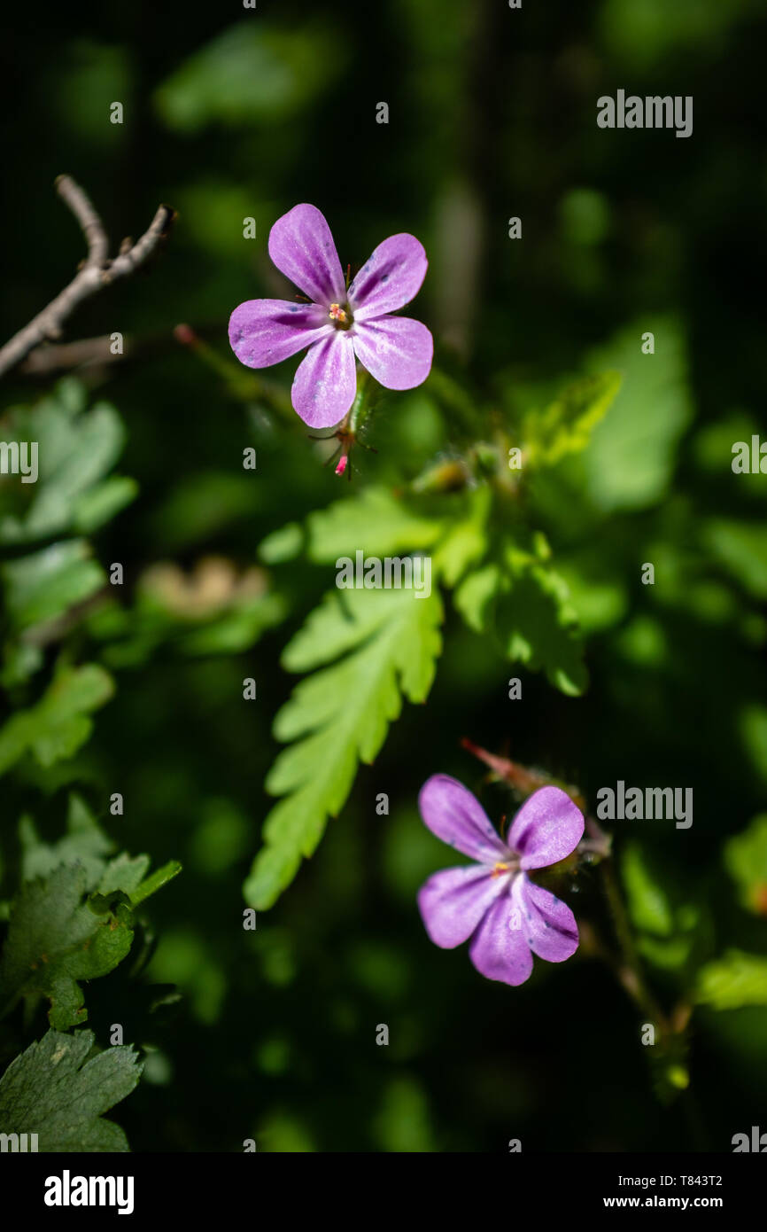Robert grass hi-res stock photography and images - Alamy