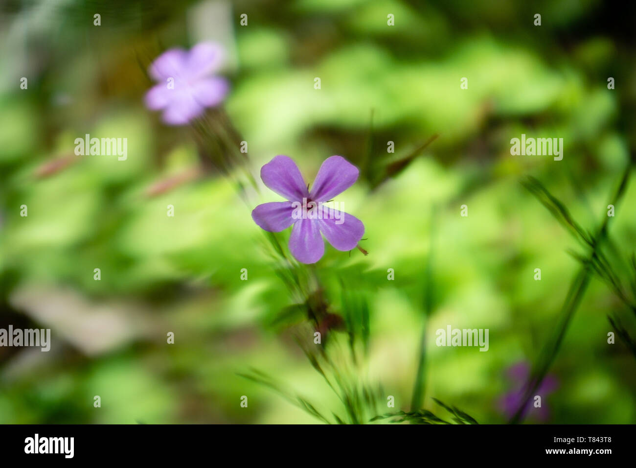 Wild geranium says: robert grass, in the woods in spring Stock Photo ...