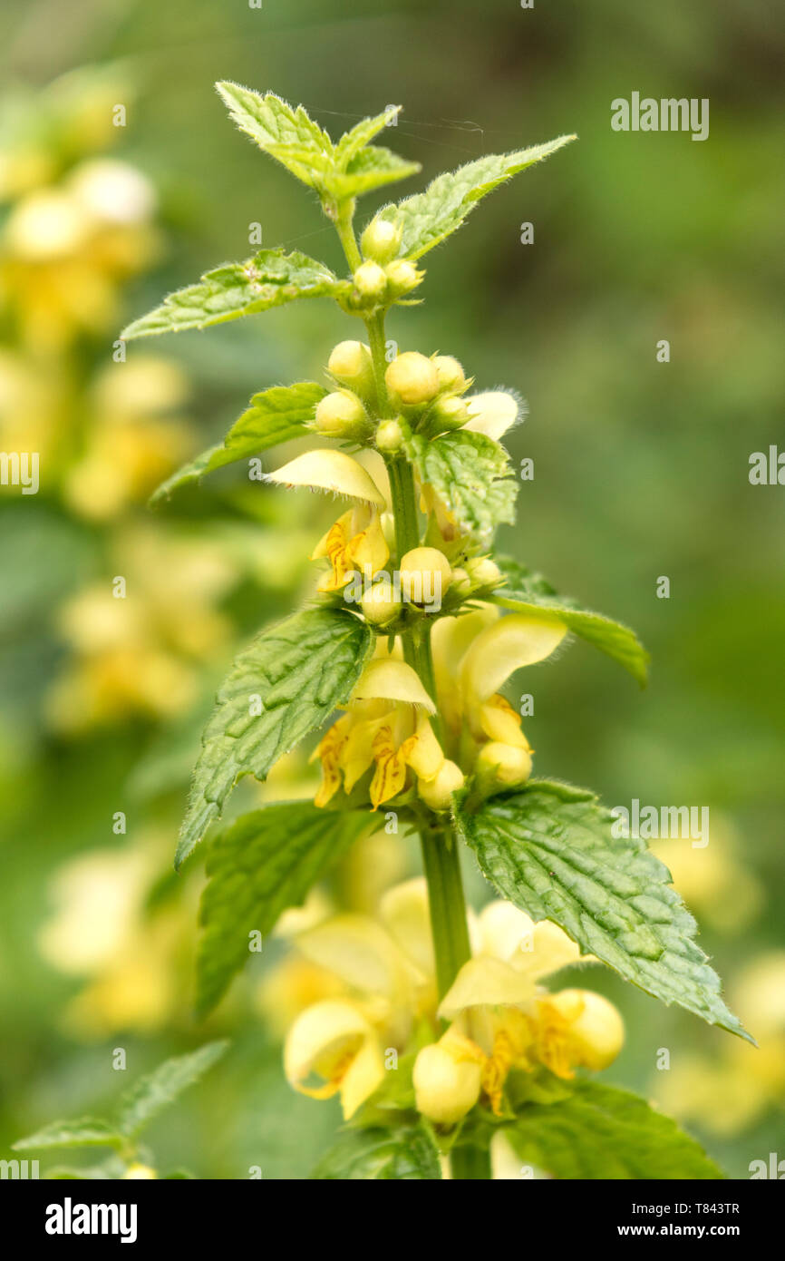 Yellow rattle "Rhinanthus minor" wildflower, England, UK Stock Photo ...