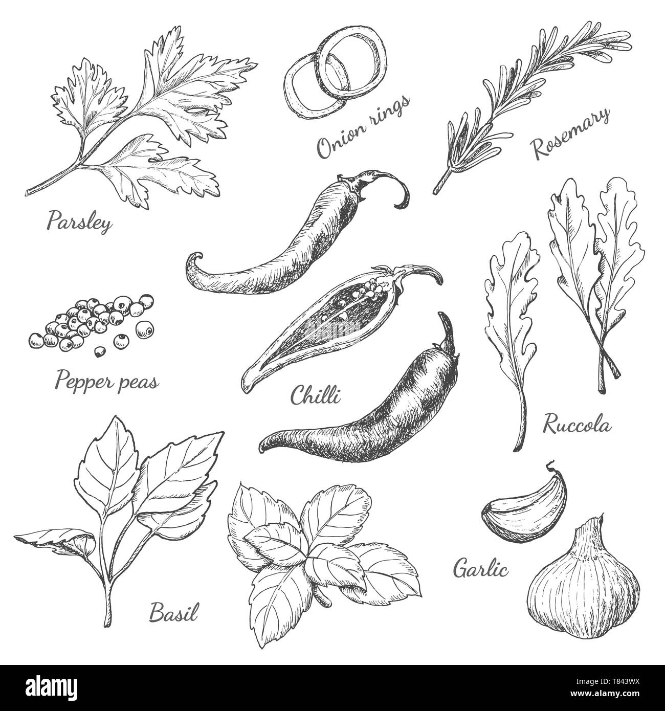 Set of spices in sketch style. Vector poster with a in a sketch style ...