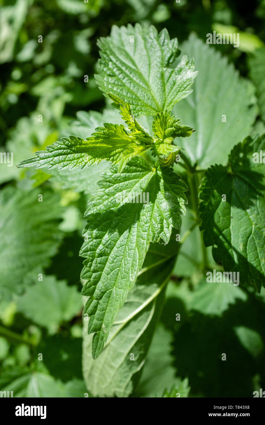 Ortie nettle hi-res stock photography and images - Alamy