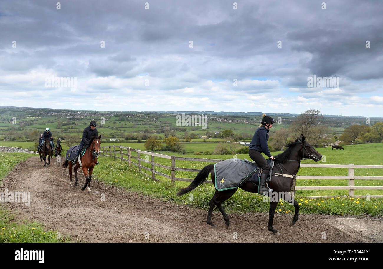Horses exercise on the gallops at Middleham Stock Photo - Alamy