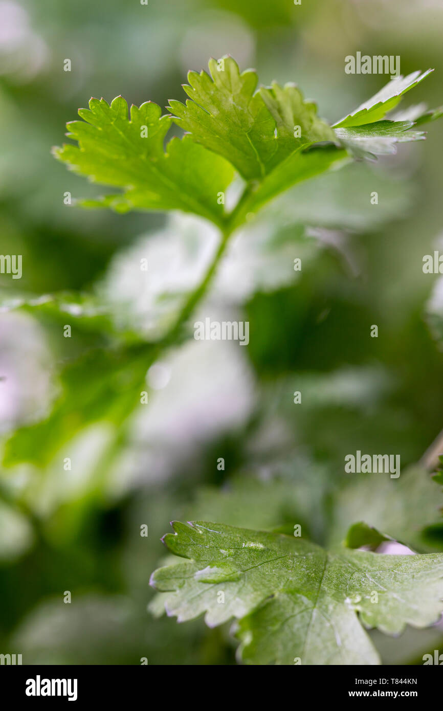 closeup of a cilantro plant Stock Photo - Alamy
