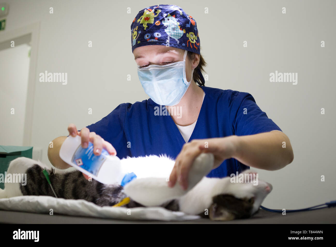 Veterinarian preparing cat for treatment Stock Photo - Alamy