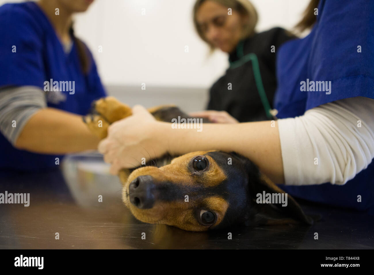 Veterinarian and nurses preparing dog for treatment Stock Photo - Alamy