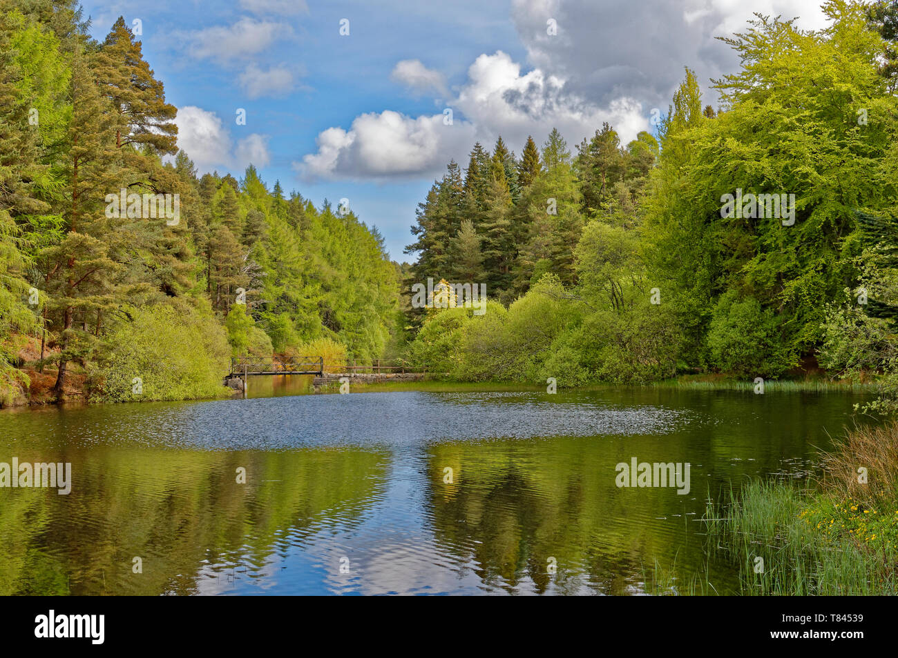 MILLBUIES LOCH AND COUNTRY PARK ELGIN MORAY SCOTLAND LOCH IN SPRING ...