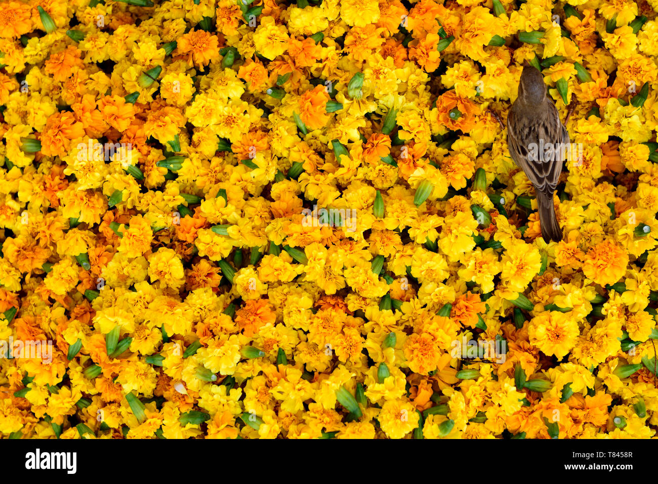 Indian house sparrow hi-res stock photography and images - Alamy