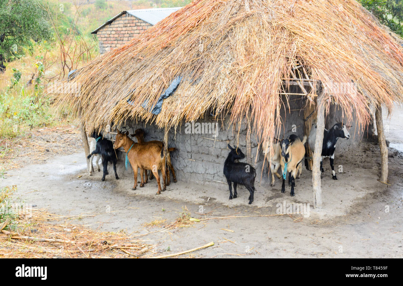 goats shelter from the rain under a grass thatch roof of a mud house in ...