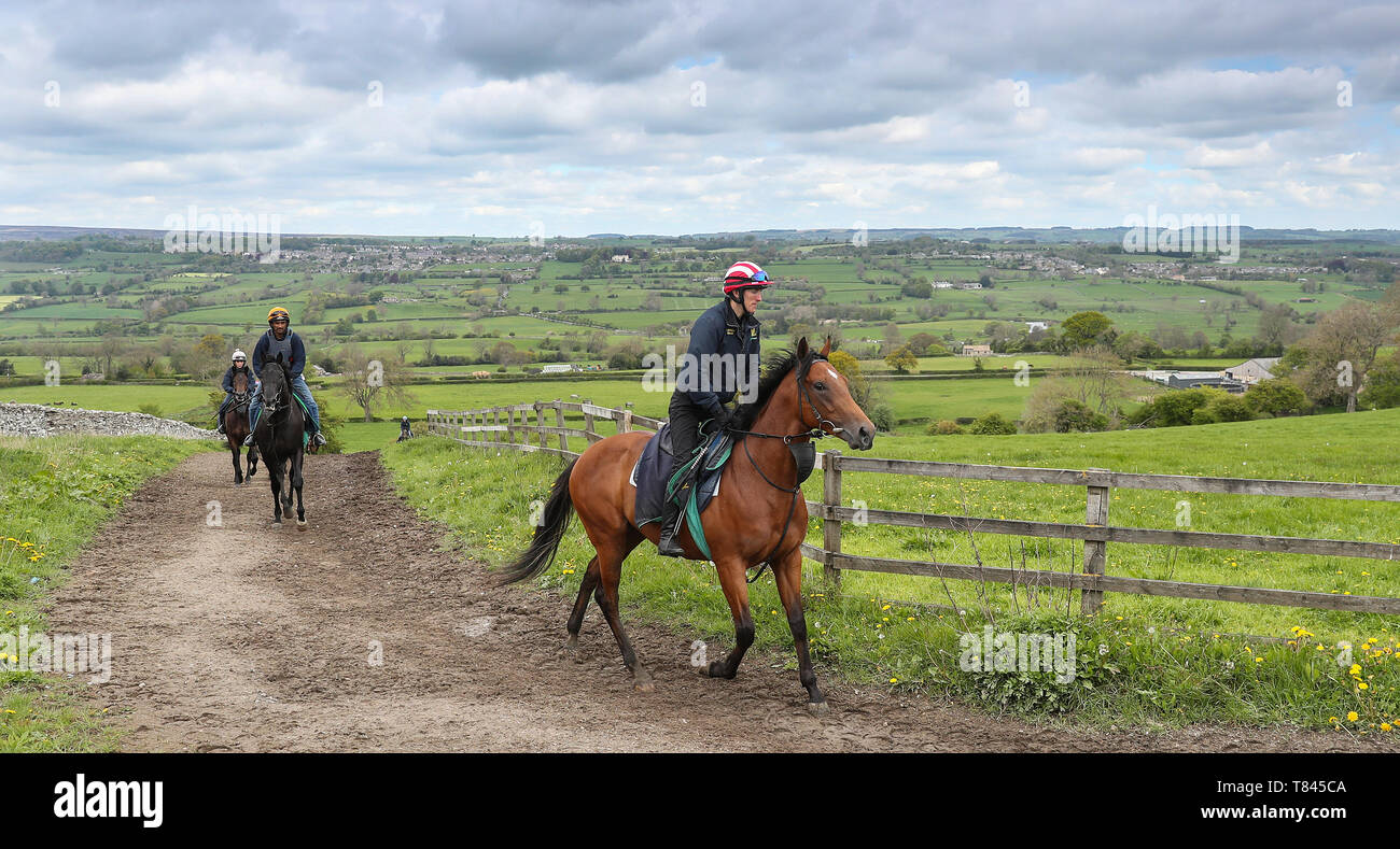 Horses exercise on the gallops at Middleham Stock Photo - Alamy